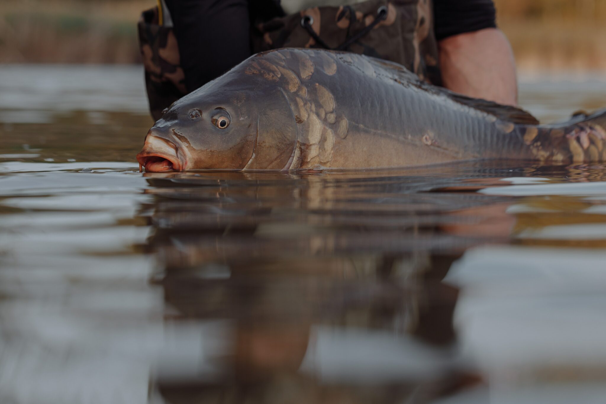La teigne peche: Où trouver ce type d'appât ? - Fresh-Fishy
